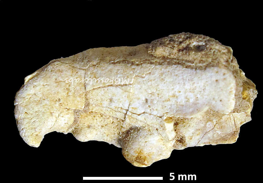 Axiidea by MB fossil crabs