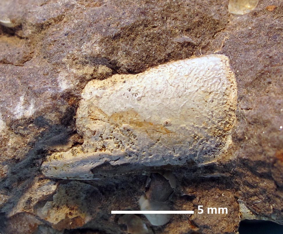 Axiidea by MB fossil crabs