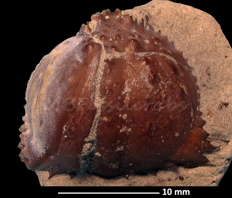 Calappoidea by MB fossil crabs