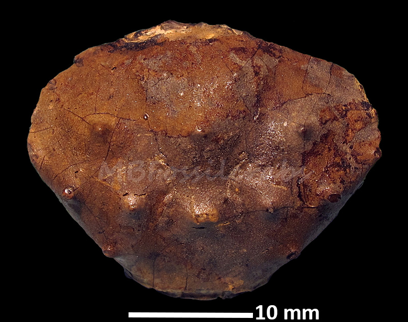 Calappoidea by MB fossil crabs