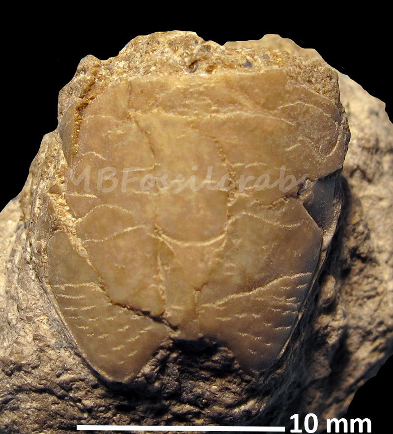 Hippoidea by MB fossil crabs