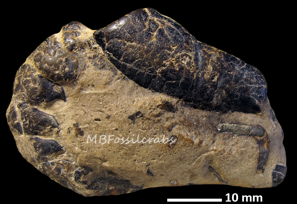 Others by MB fossil crabs