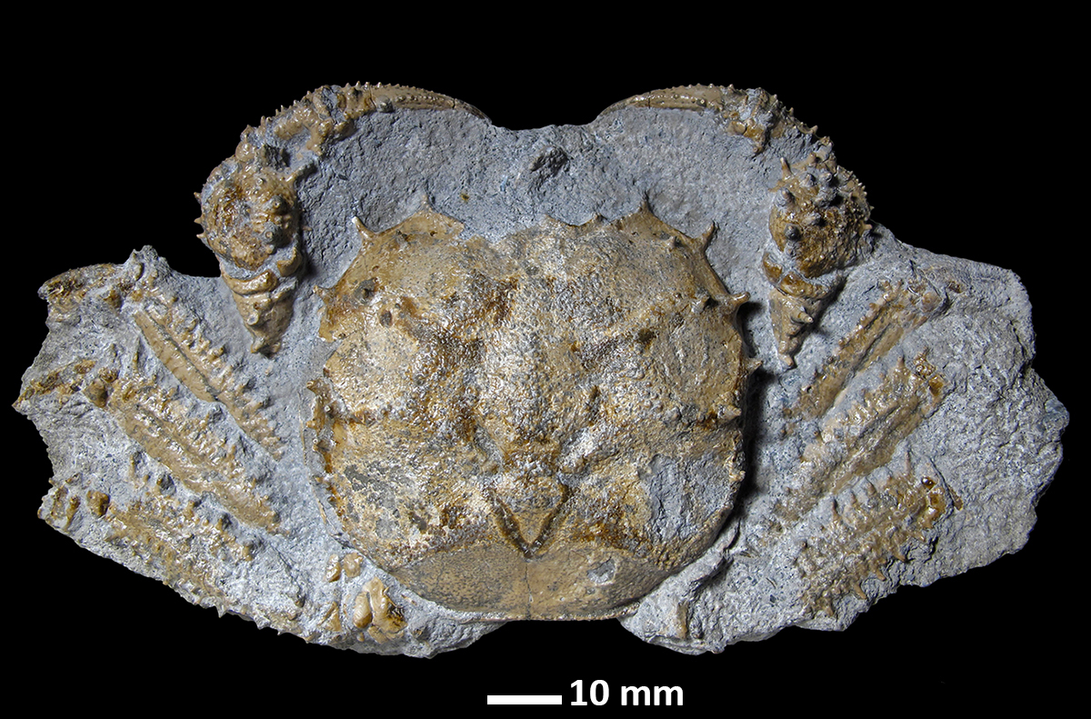 Dakoticancroidea by MB fossil crabs