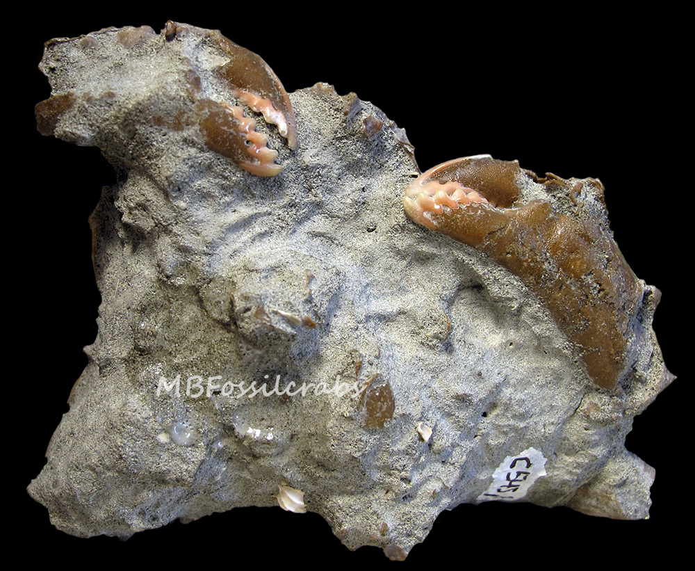 Dromioidea by MB fossil crabs