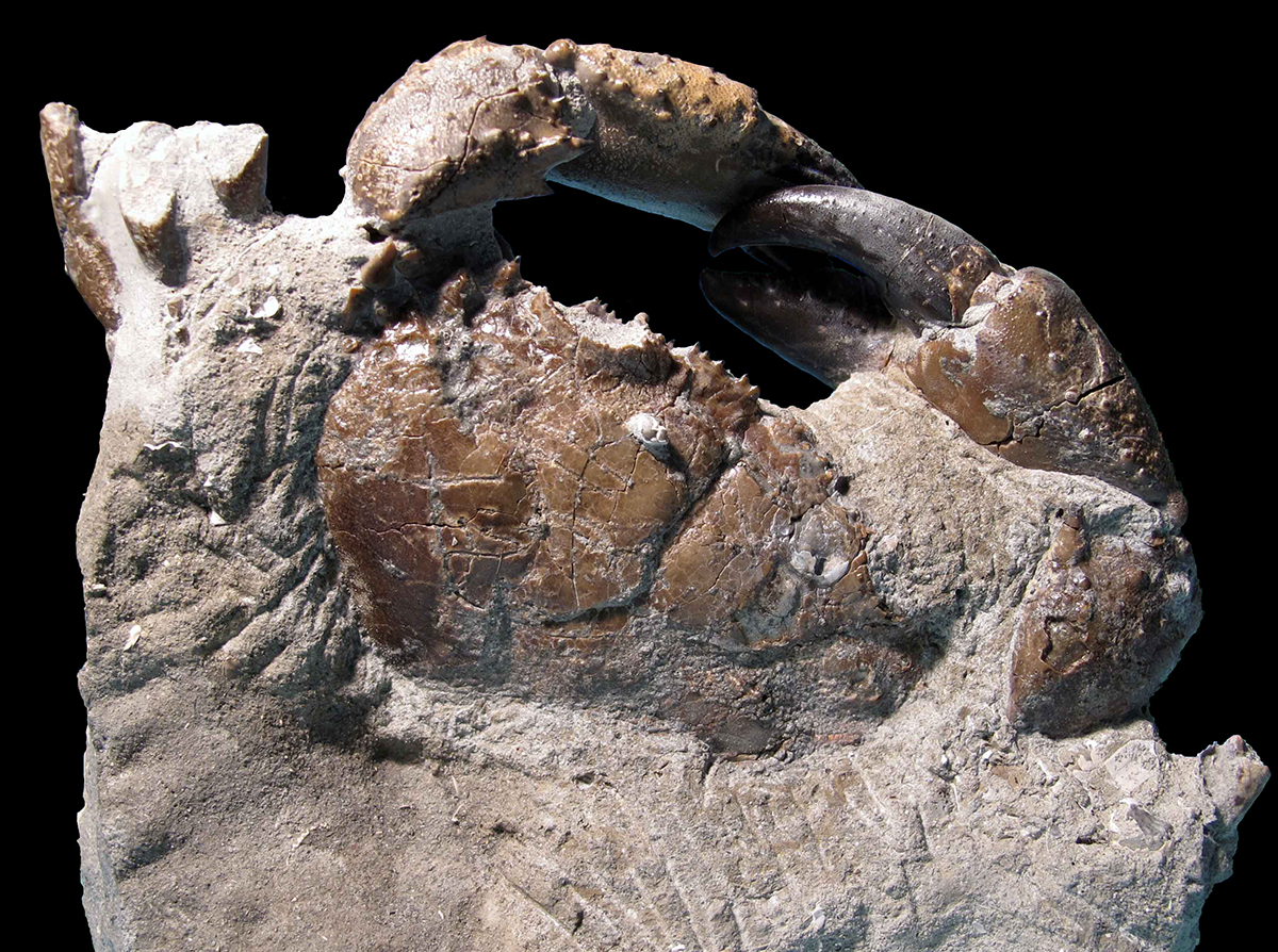 Eriphioidea by MB fossil crabs