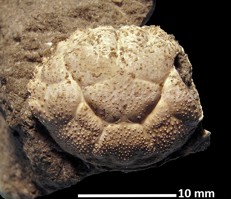 Eriphioidea by MB fossil crabs