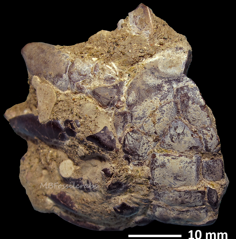 Eriphioidea by MB fossil crabs