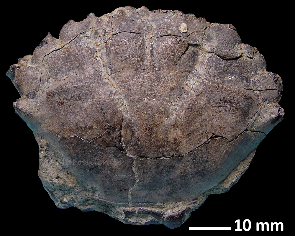 Eriphioidea by MB fossil crabs