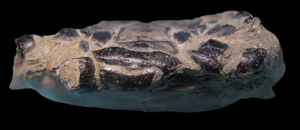 Eriphioidea by MB fossil crabs