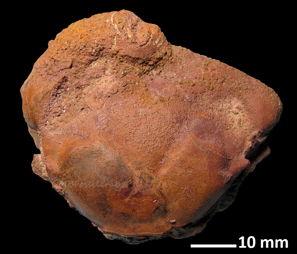 Eriphioidea by MB fossil crabs
