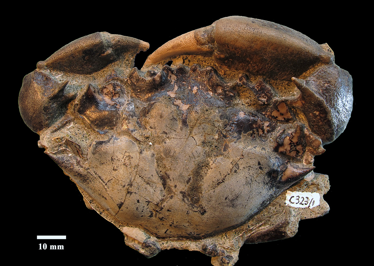 Eriphioidea by MB fossil crabs