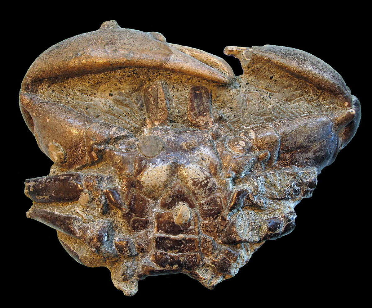 Eriphioidea by MB fossil crabs