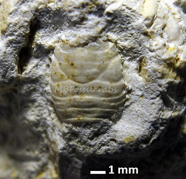 Galatheoidea by MB fossil crabs