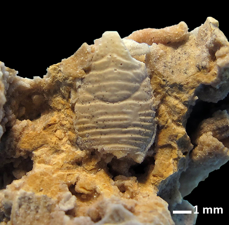 Galatheoidea by MB fossil crabs