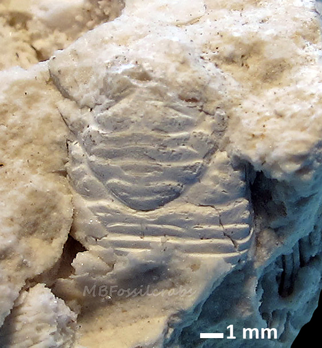 Galatheoidea by MB fossil crabs