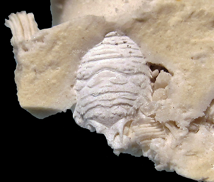 Galatheoidea by MB fossil crabs