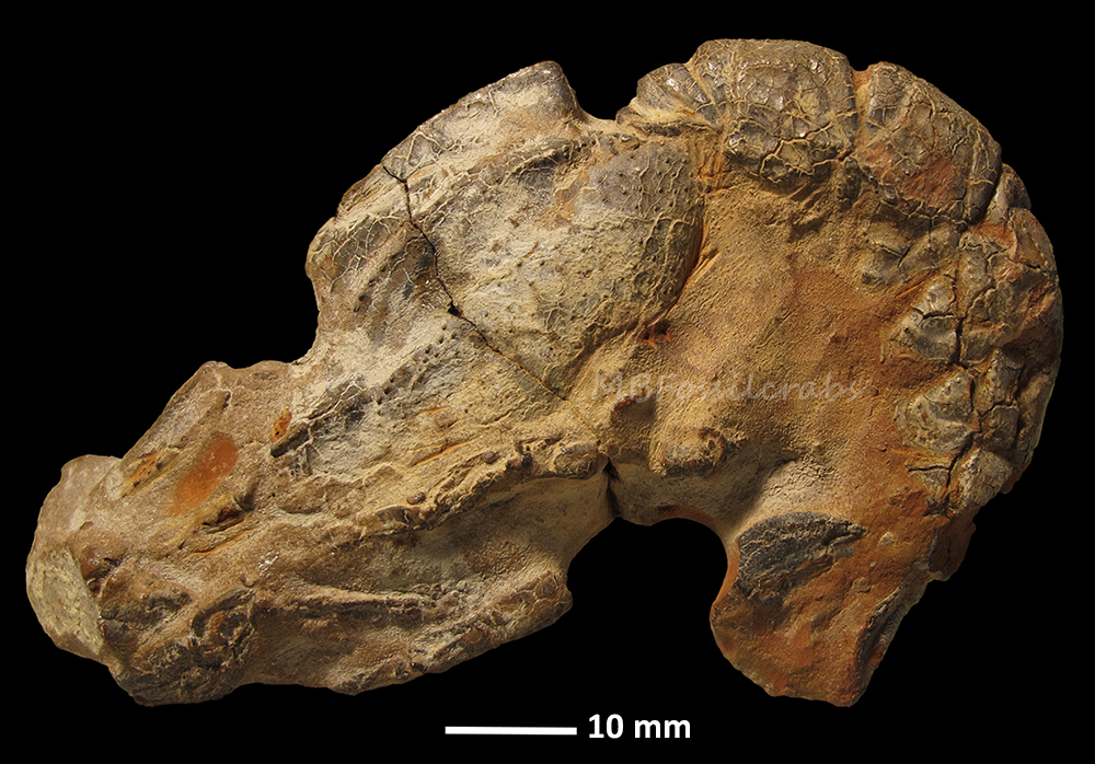 Glypheoidea by MB fossil crabs
