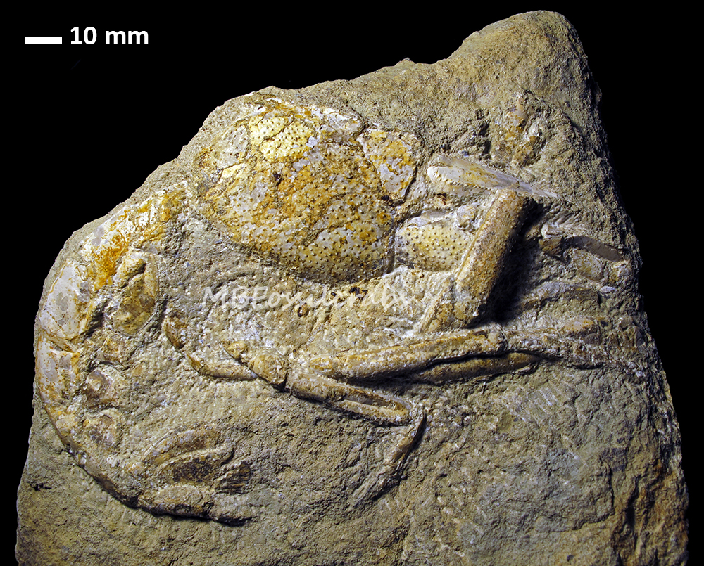 Glypheoidea by MB fossil crabs