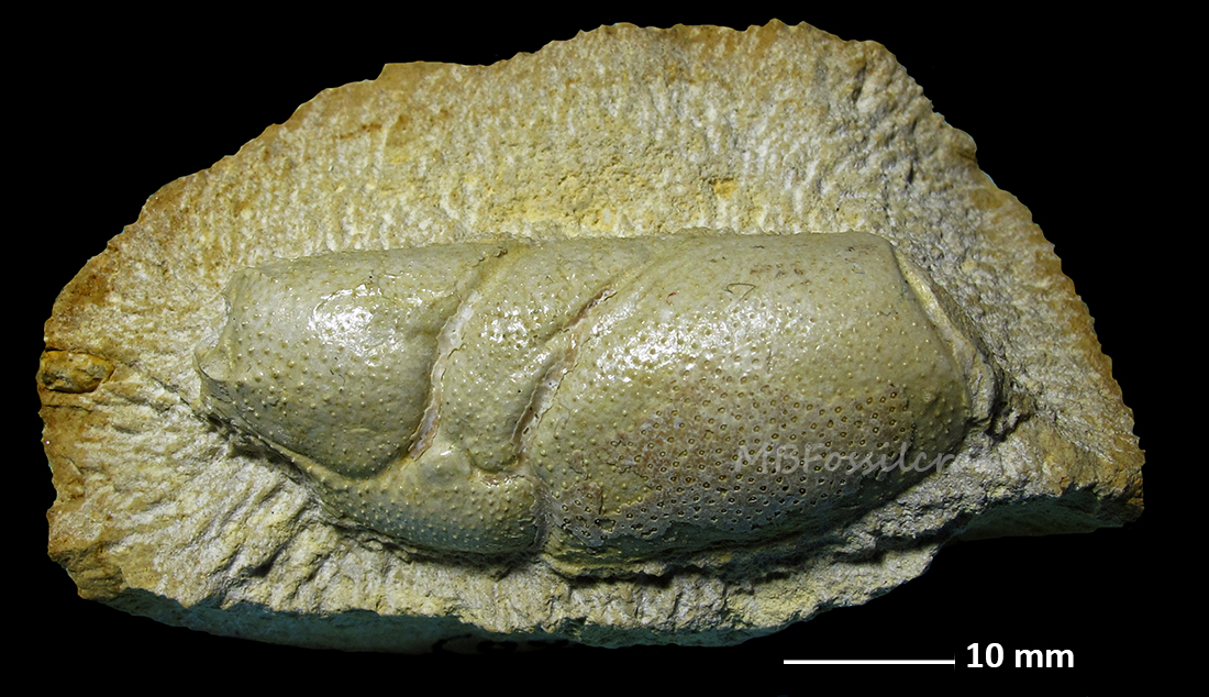 Glypheoidea by MB fossil crabs