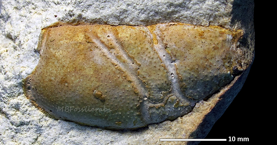 Glypheoidea by MB fossil crabs
