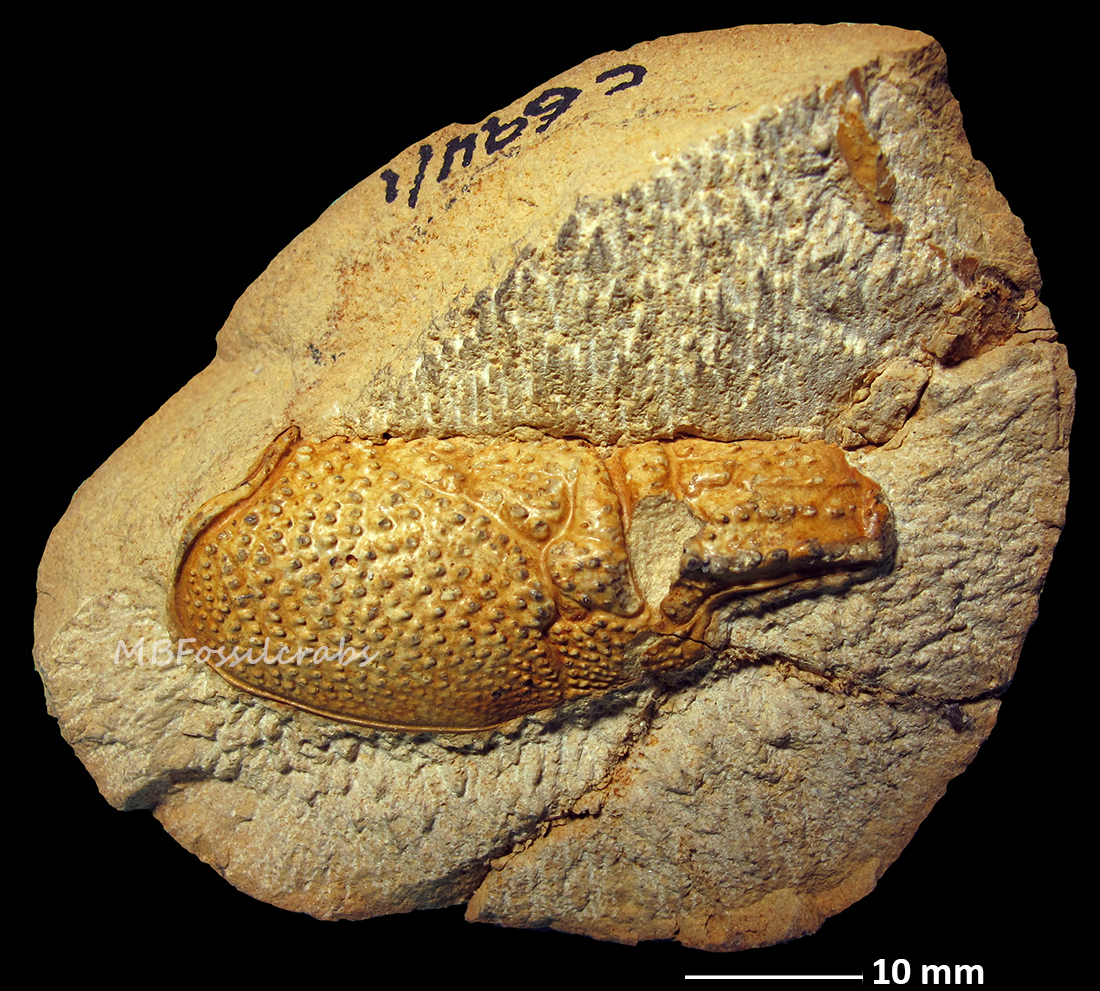 Glypheoidea by MB fossil crabs