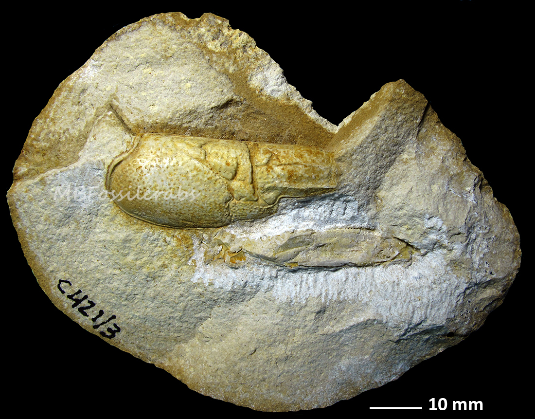 Glypheoidea by MB fossil crabs
