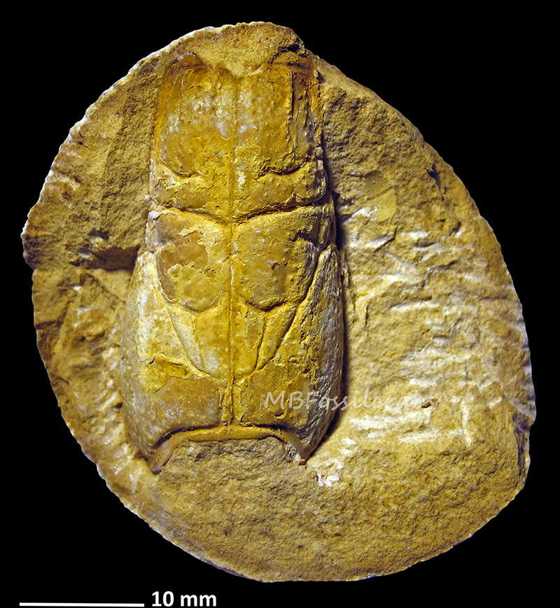 Glypheoidea by MB fossil crabs