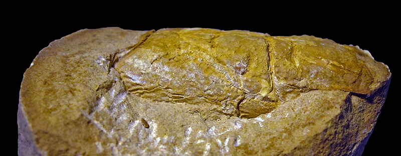 Glypheoidea by MB fossil crabs