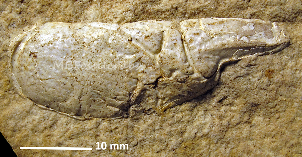 Glypheoidea by MB fossil crabs