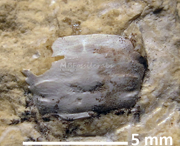 Grapsoidea by MB fossil crabs