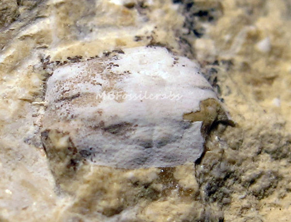 Grapsoidea by MB fossil crabs