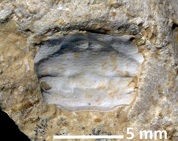 Grapsoidea by MB fossil crabs