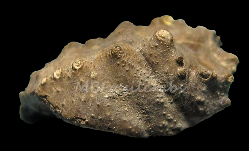 Homoloidea by MB fossil crabs