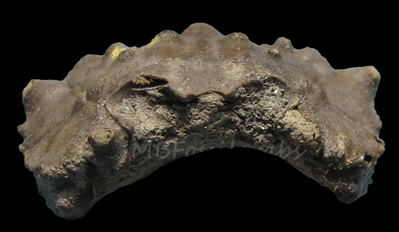 Homoloidea by MB fossil crabs