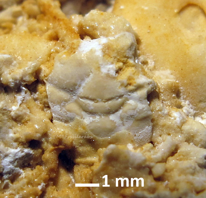 Homoloidea by MB fossil crabs