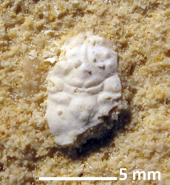 Homoloidea by MB fossil crabs