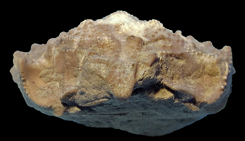 Homoloidea by MB fossil crabs