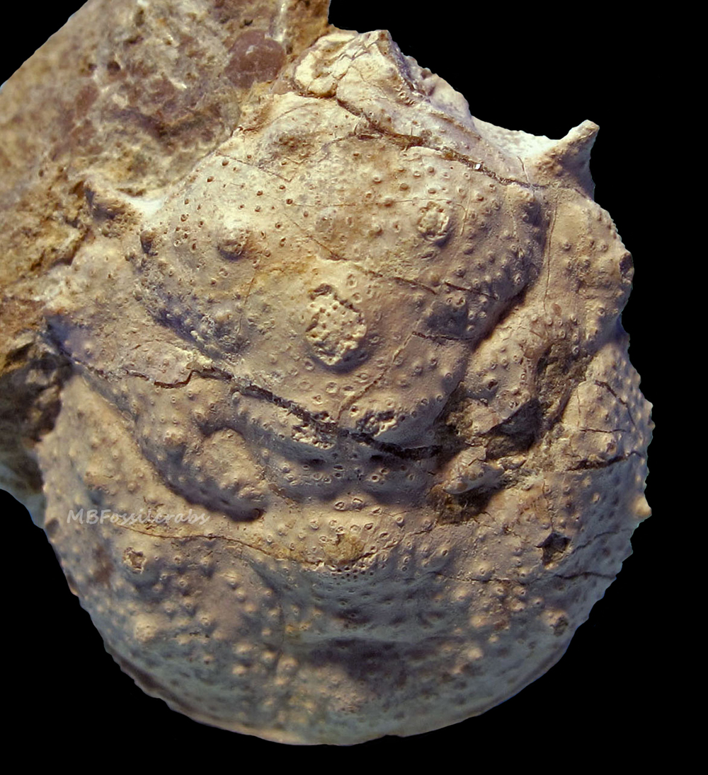 Homoloidea by MB fossil crabs