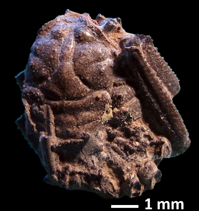 Homoloidea by MB fossil crabs