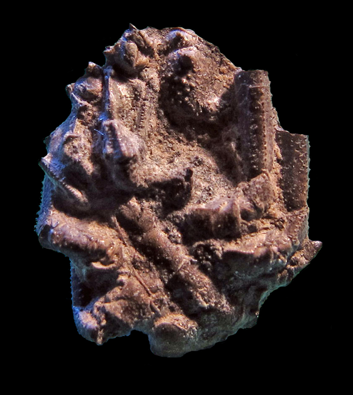 Homoloidea by MB fossil crabs
