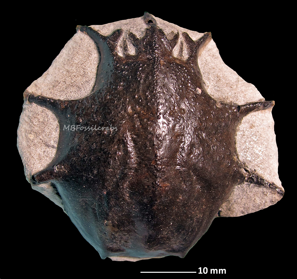 Majoidea by MB fossil crabs