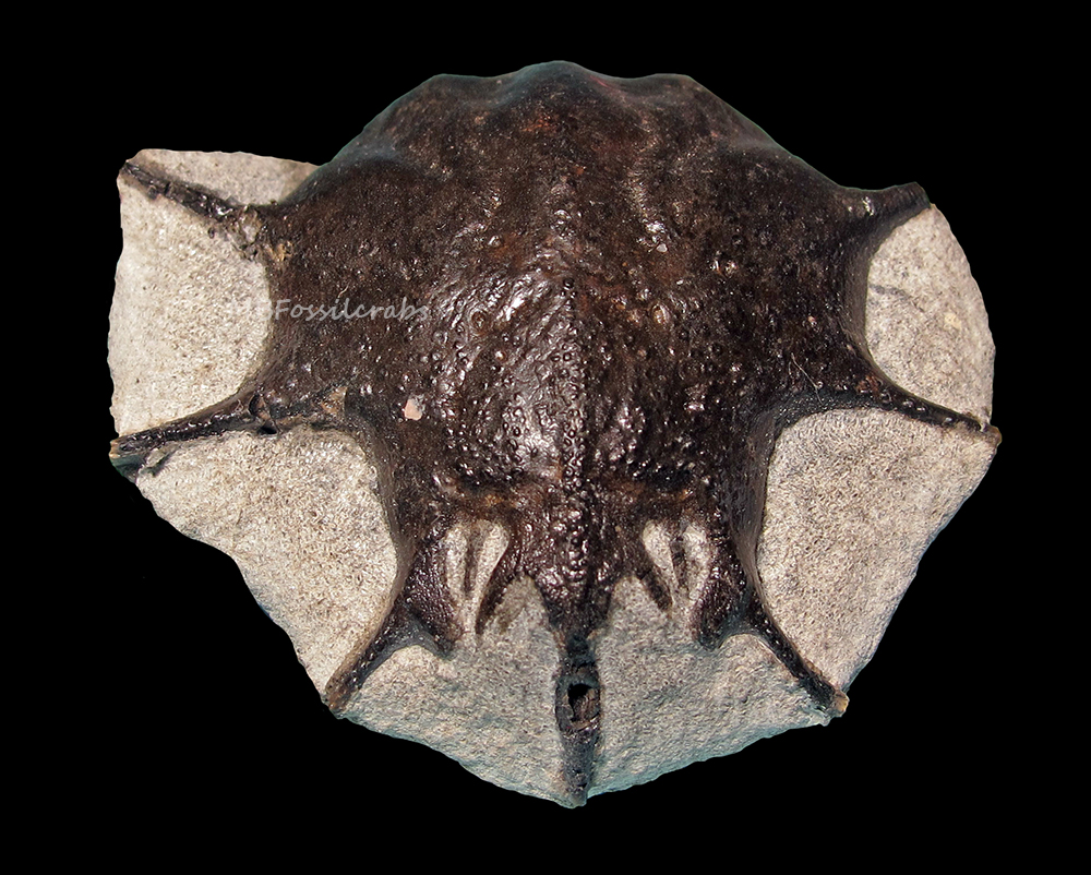 Majoidea by MB fossil crabs