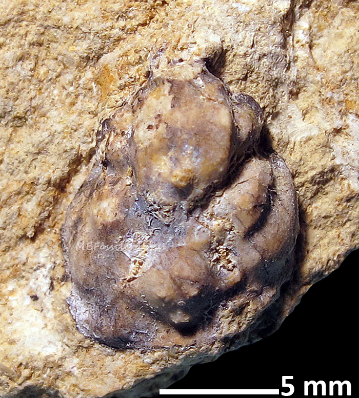 Majoidea by MB fossil crabs