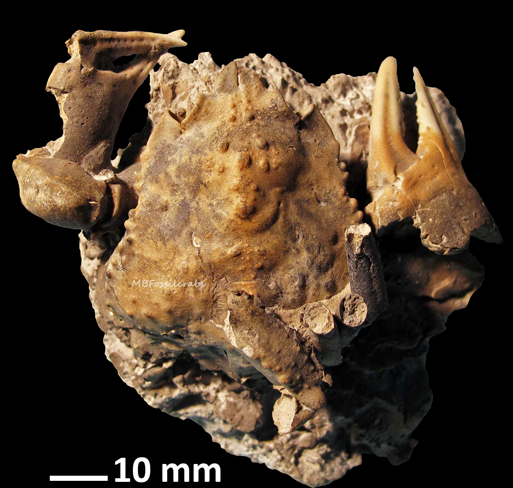 Majoidea by MB fossil crabs