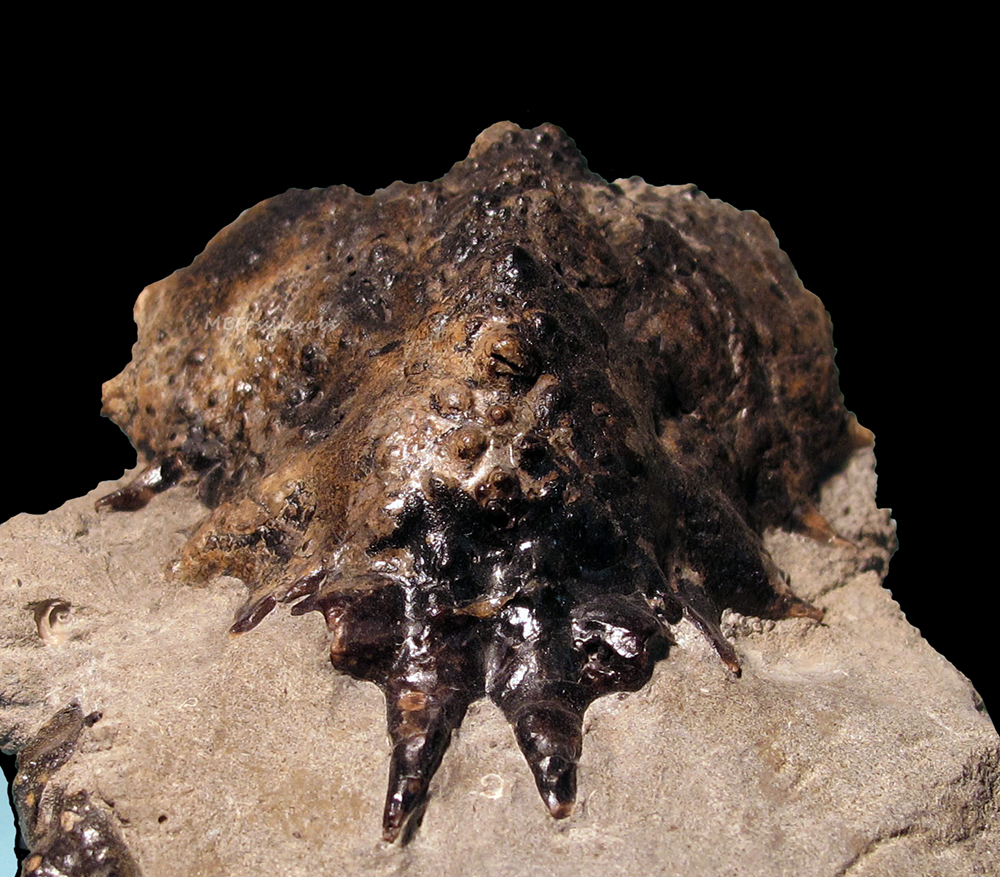 Majoidea by MB fossil crabs