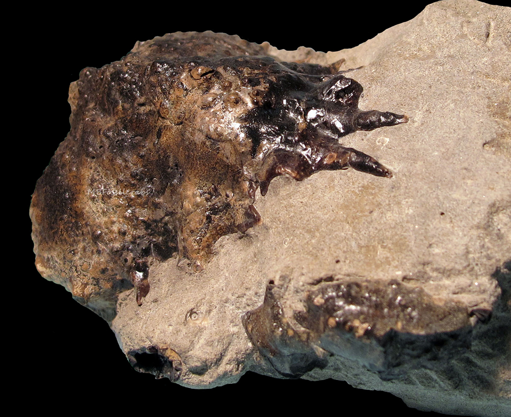 Majoidea by MB fossil crabs