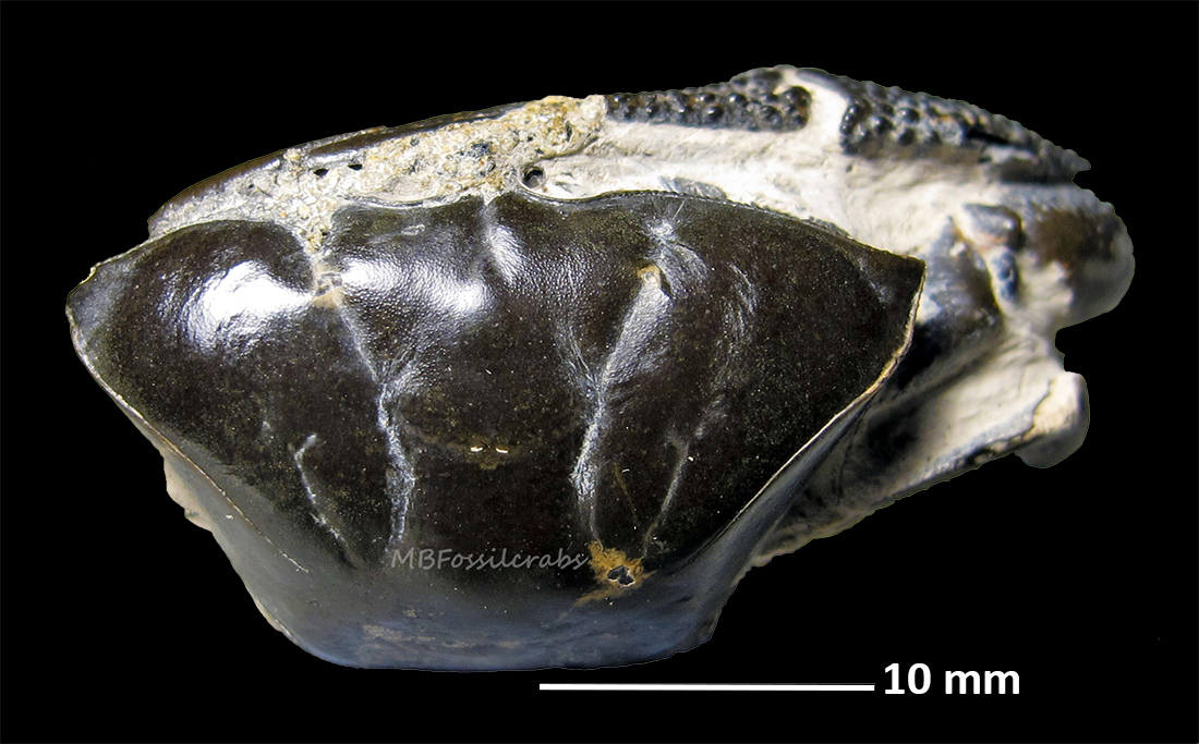 Ocypodoidea by MB fossil crabs