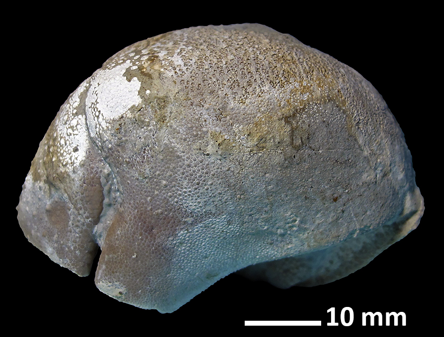 Paguroidea by MB fossil crabs