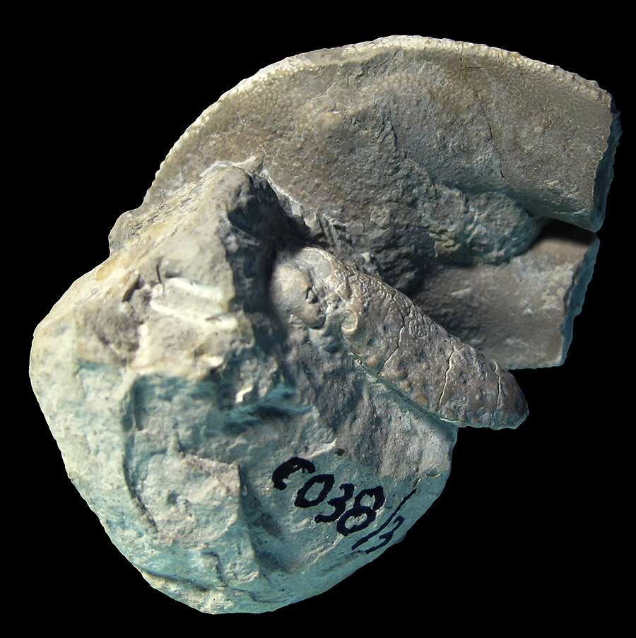 Paguroidea by MB fossil crabs