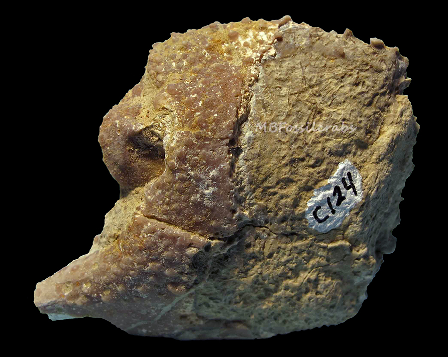 Paguroidea by MB fossil crabs